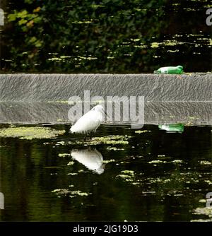 Little Egret, Egretta garzetta, with plastic, Morecambe Bay, Lancashire ...