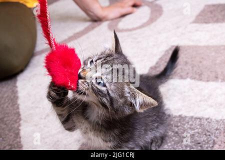 Little Grey Kitten Playing with Toy Mouse Stock Photo - Alamy