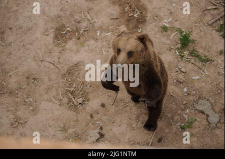 The bear stands on two legs. Bear in the forest Stock Photo - Alamy