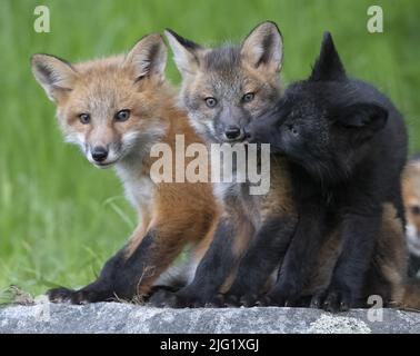 Red Fox Kits from Different Litters Stock Photo - Alamy