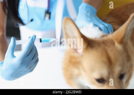 Female veterinarian giving injection of medication to dog in clinic ...