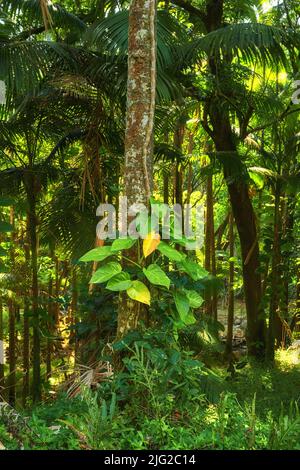 Beautiful leafy green trees growing in the bright summer sun Stock ...