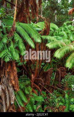 Beautiful leafy green trees growing in the bright summer sun Stock ...