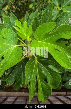 Fig tree top foliage. Overhead shot Stock Photo - Alamy