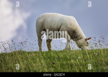 Schaf auf Pellworm Stock Photo - Alamy