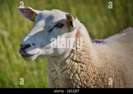 Schaf auf Pellworm Stock Photo - Alamy