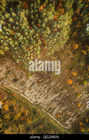 Aerial view of autumn forest. Felled area of the forest. Deforestation ...