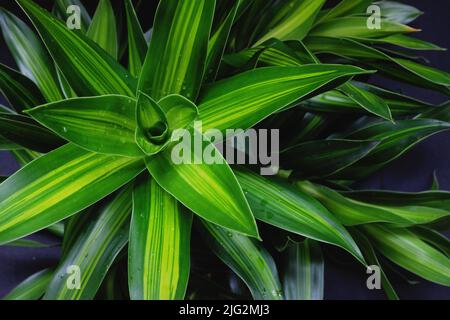 Selective focus top view of dracaena fragrans or cornstalk ornamental ...