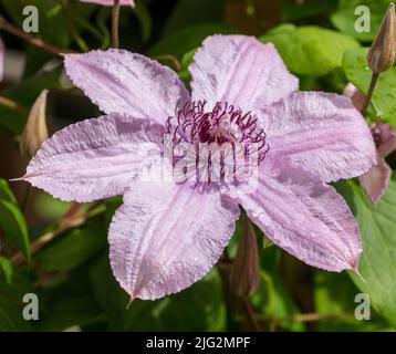 'Multi Pink' Early Large-flowered group, Klematis (Clematis hybrid ...