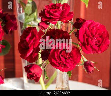 'Hope for Humanity' Shrub Rose, Buskros (Rosa Stock Photo - Alamy