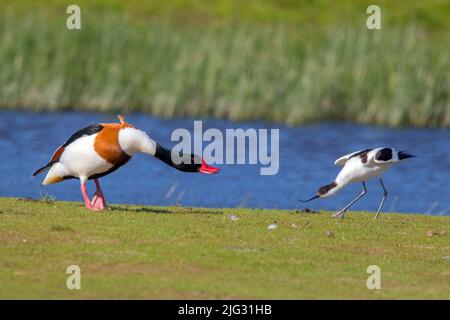common shelduck (Tadorna tadorna), with pied avocet on shore, Germany ...