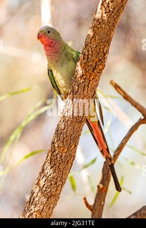 Princess Parrot (Polytelis alexandrae), male, Northern Territory ...
