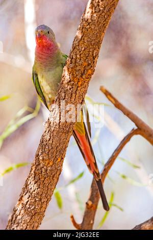 Princess Parrot (Polytelis alexandrae), male, Northern Territory ...