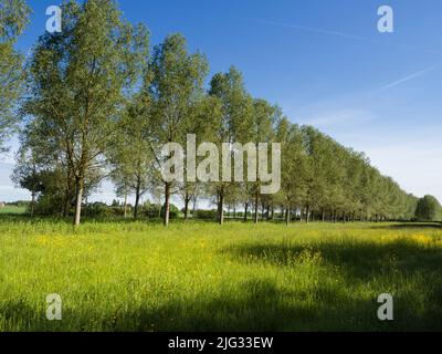 One of my favourite row of trees, anywhere. And it happens to be in my ...