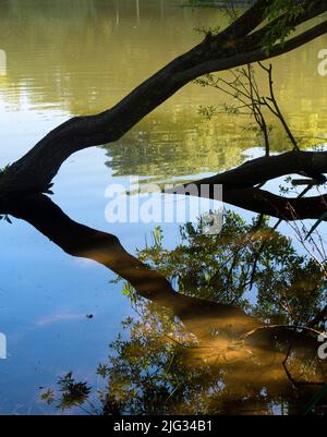 A sunken tree trunk and branches creates symmetrical reflections on the ...