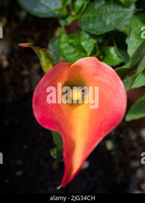 Single yellow Arum Lily in bloom in late summer in British garden Stock ...
