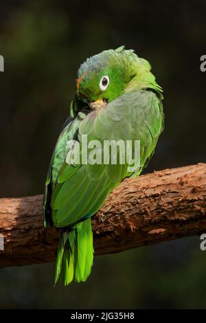 Southern Mealy Amazon (Amazona farinosa) adult in flight Alta Floresta ...
