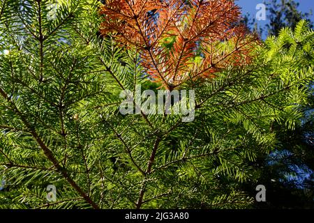 Drying Pine Tree Branch due to disease Stock Photo - Alamy