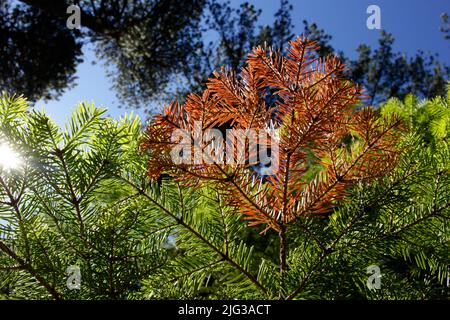 Drying Pine Tree Branch due to disease Stock Photo - Alamy
