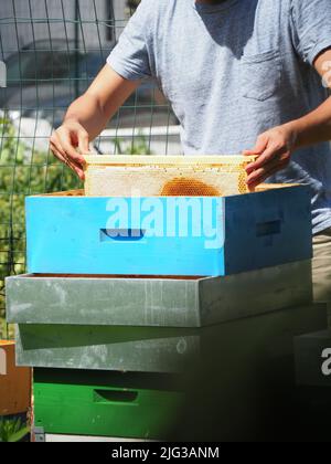 Master bee keeper pulls out a frame with honey from the beehive in the ...