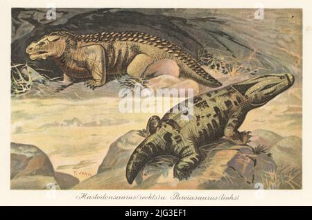 Mastodonsaurus is an extinct genus of temnospondyl amphibian from the ...