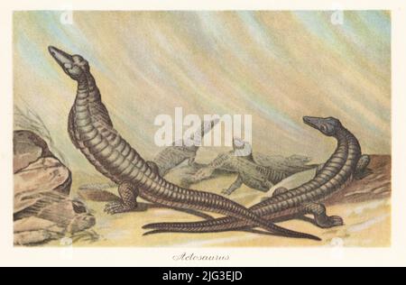 Reconstruction of Aetosaurus ferratus, extinct species of archosaur ...