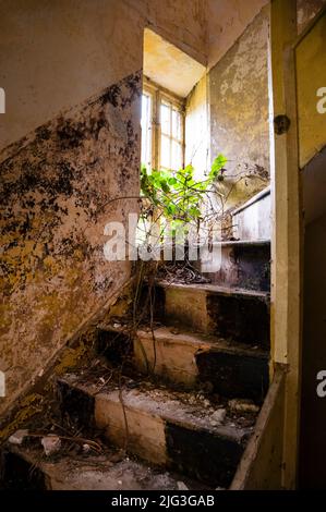 Gothic Revival Charleville Castle ruins in Tullamore, Ireland Stock ...