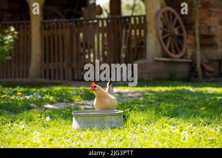 A hen grazing on green backyard grass Stock Photo - Alamy