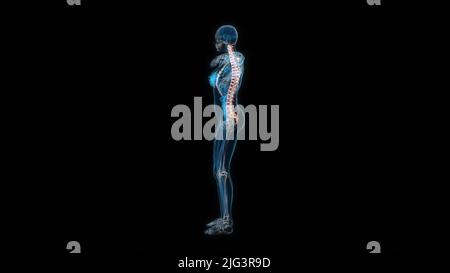 Human spine, side view Stock Photo - Alamy