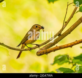 Young Common Redstart, Phoenicurus phoenicurus. a beautiful bird in the ...