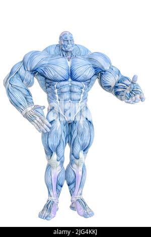 muscle maps of a strong man. This guy in clipping path is very useful for graphic design ...