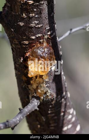 Prunus Mexicana Mexican Plum Stock Photo - Alamy