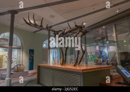 Skeleton of Irish elk (Megaloceros giganteus) and other prehistoric ...
