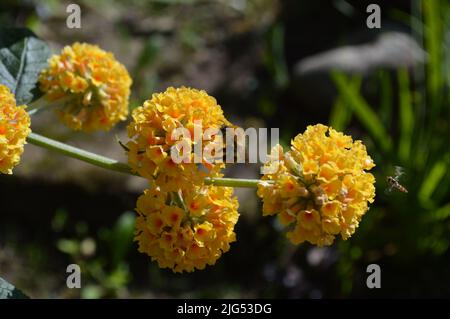 yellow buddleia flower balls with bees nectar Stock Photo - Alamy