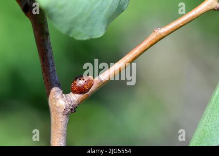 European fruit lecanium scale insect Parthenolecanium corni, female ...