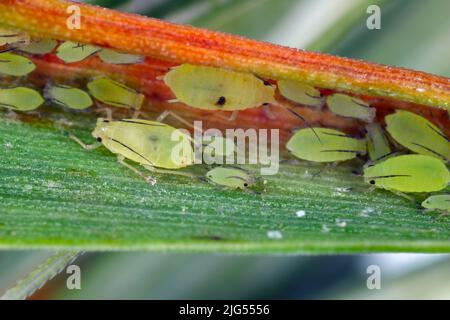 The greenbug or wheat aphid (Schizaphis graminum). A parasite of ...