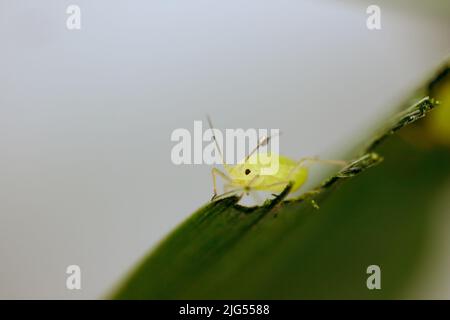 The greenbug or wheat aphid (Schizaphis graminum). A parasite of ...