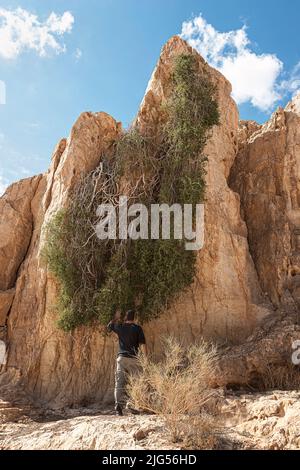 huge specimen of a dangling crescent Cocculus pendulus shrub clinging ...