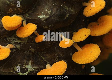 Pine cone infected with Madagasca orange pore fungus Stock Photo - Alamy