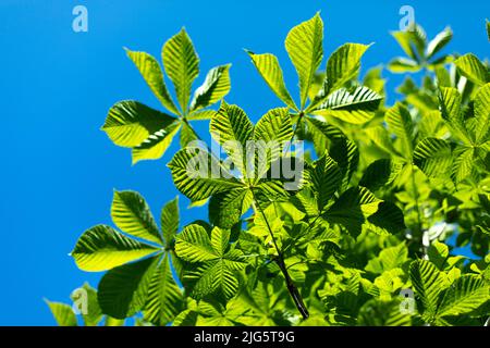 Chestnut leaves against sky. Green leaves and blue sky. Details of ...