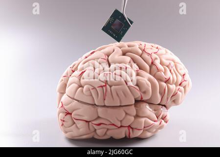 Anatomy of human brain with computer chip Stock Photo - Alamy