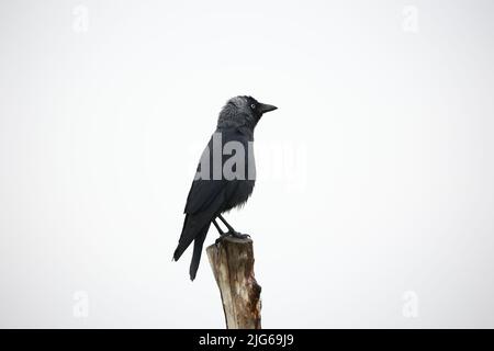 Jackdaw perched on a dead branch by a meadow Stock Photo - Alamy