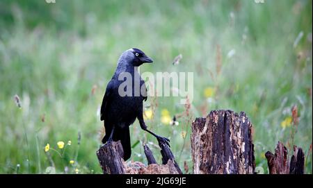 Jackdaw perched on a dead branch by a meadow Stock Photo - Alamy