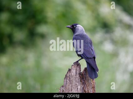 Jackdaw perched on a dead branch by a meadow Stock Photo - Alamy