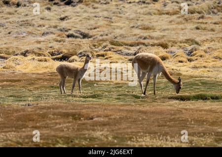 Mother and baby Vicuna grazing in the Atacama with backdrop of the snow ...