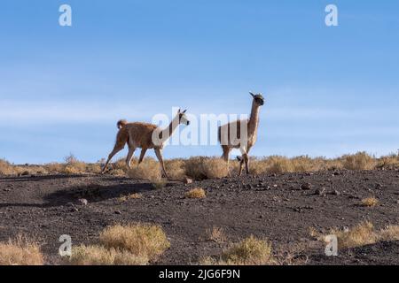 Guanacos in the Atacama Desert near San Pedro de Atacama, Chile Stock ...