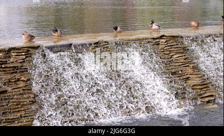 Ducks swim in the lake without fear of people Stock Photo - Alamy