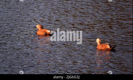 Ducks swim in the lake without fear of people Stock Photo - Alamy