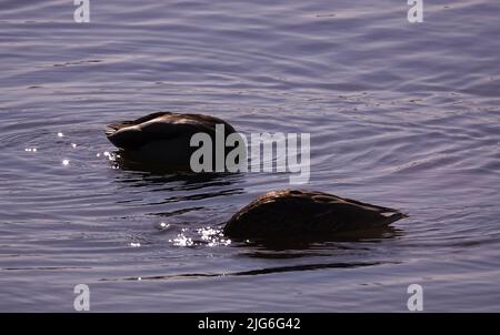 Ducks swim in the lake without fear of people Stock Photo - Alamy