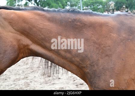 Hives or allergic wheels on a horses neck Stock Photo - Alamy